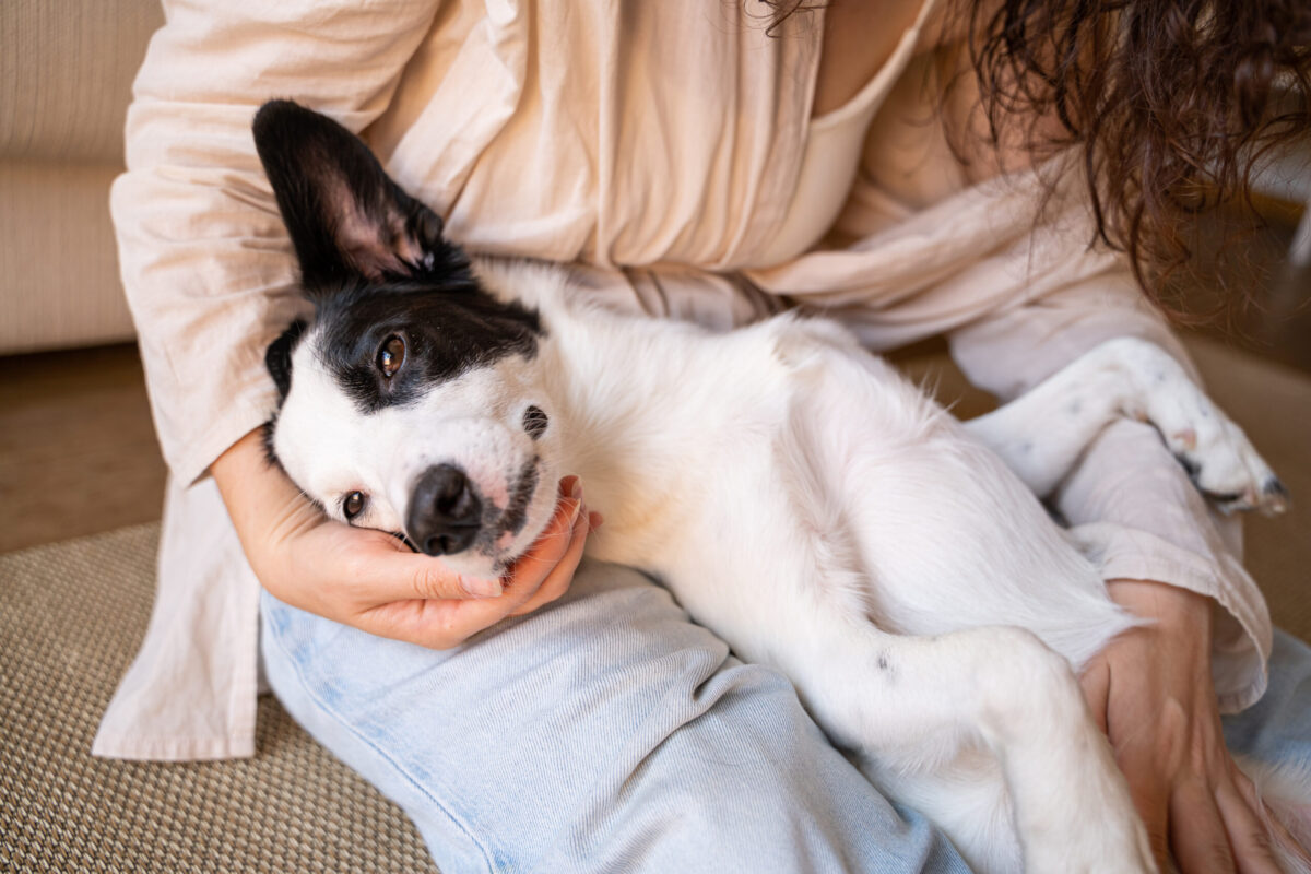 Signs of Stress In Dogs: How Can I Tell If My Dog Stressed? - The Dog ...